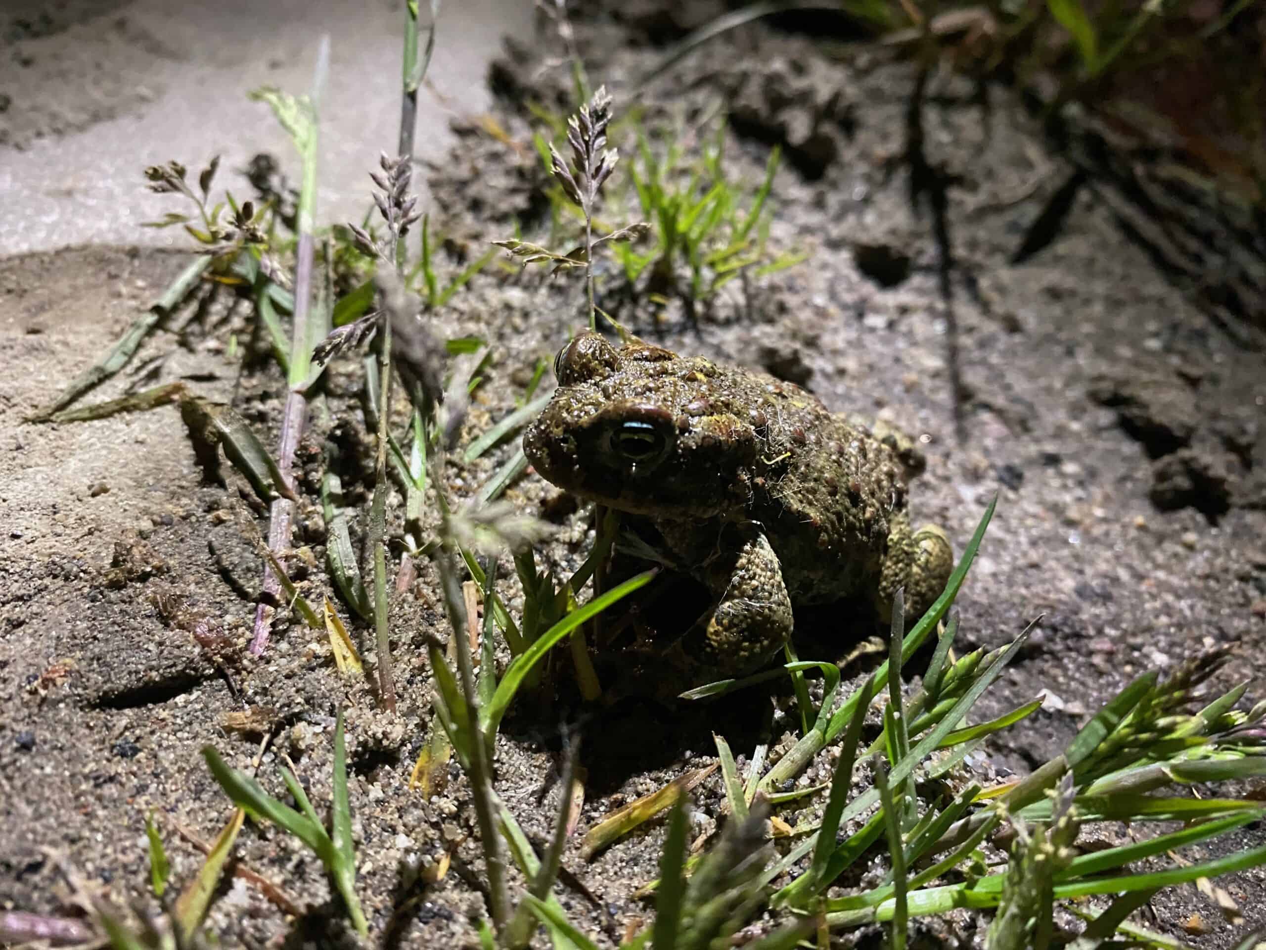 Alles over quickscan flora en fauna: Waarom heb ik het nodig?